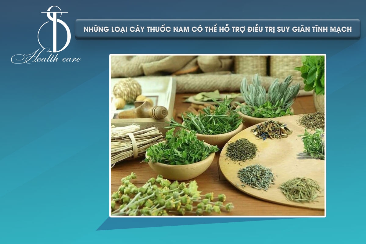 Những Loại Cây Thuốc Nam Có Thể Hỗ Trợ Điều Trị Suy Giãn Tĩnh Mạch